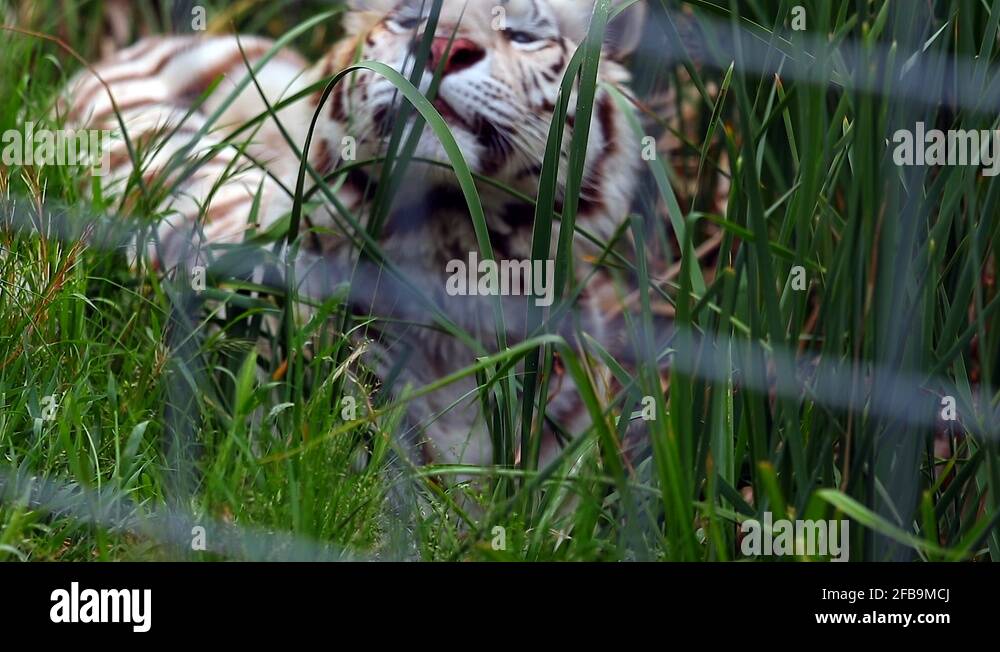 Bengal tiger jumping Stock Videos & Footage - HD and 4K Video Clips - Alamy