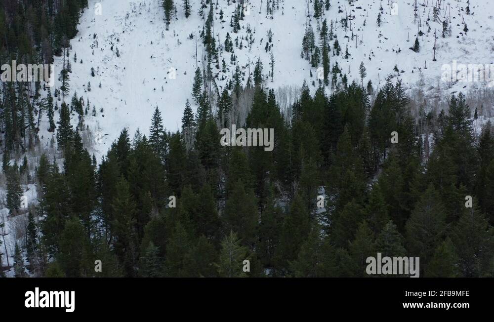 Angled trees Stock Videos & Footage - HD and 4K Video Clips - Alamy