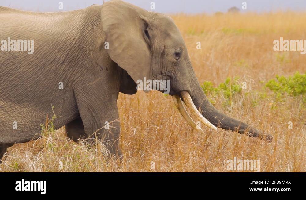 Fat elephant Stock Videos & Footage - HD and 4K Video Clips - Alamy