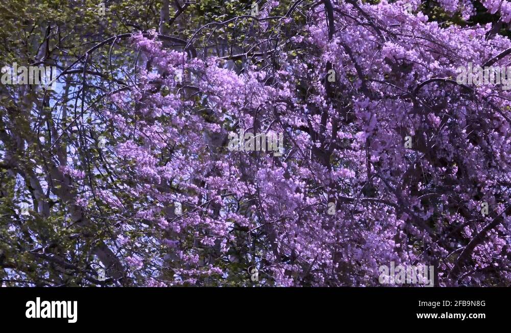 Magenta magnolia Stock Videos & Footage - HD and 4K Video Clips - Alamy