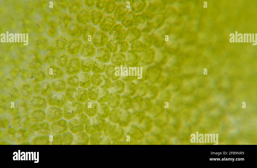 Chloroplast under a microscope. Chloroplasts in plant cells. Cell ...