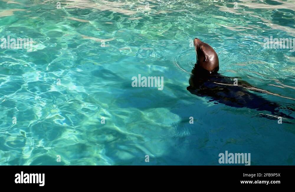 Sea lion swimming pool Stock Videos & Footage - HD and 4K Video Clips ...
