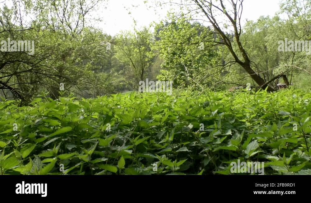 Field of nettles Stock Videos & Footage - HD and 4K Video Clips - Alamy