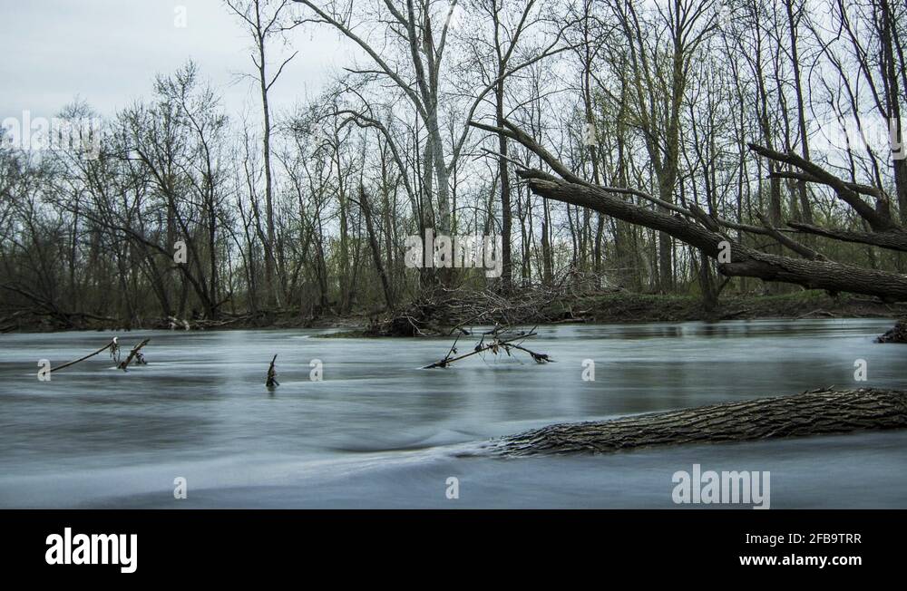 Dead tree in water Stock Videos & Footage - HD and 4K Video Clips - Alamy