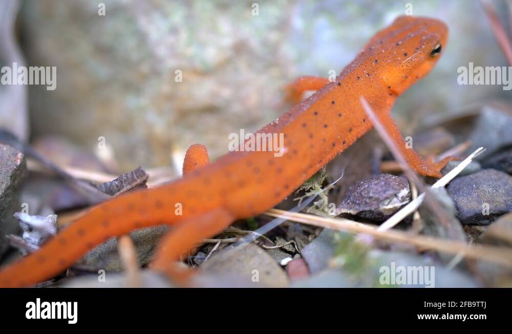Real salamanders Stock Videos & Footage - HD and 4K Video Clips - Alamy