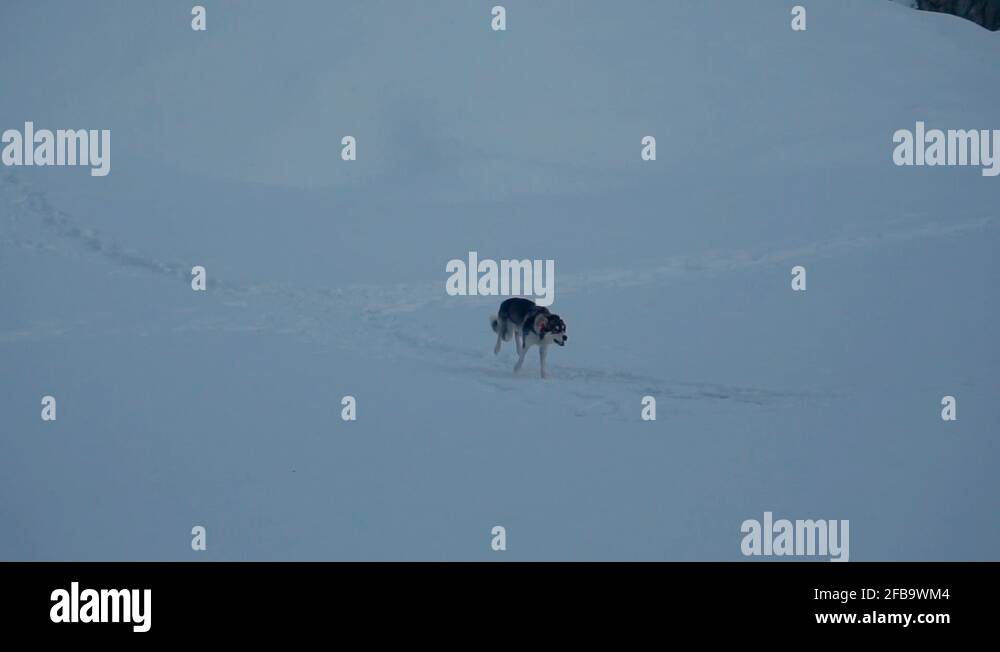 Dog sprinting Stock Videos & Footage - HD and 4K Video Clips - Alamy