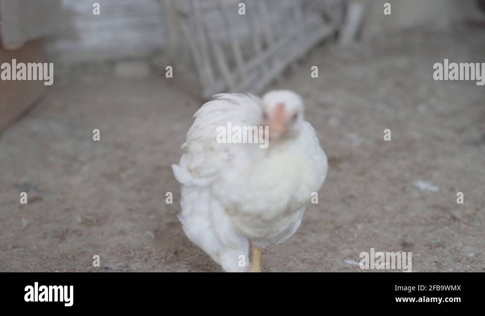 Rooster anatomy Stock Videos & Footage - HD and 4K Video Clips - Alamy