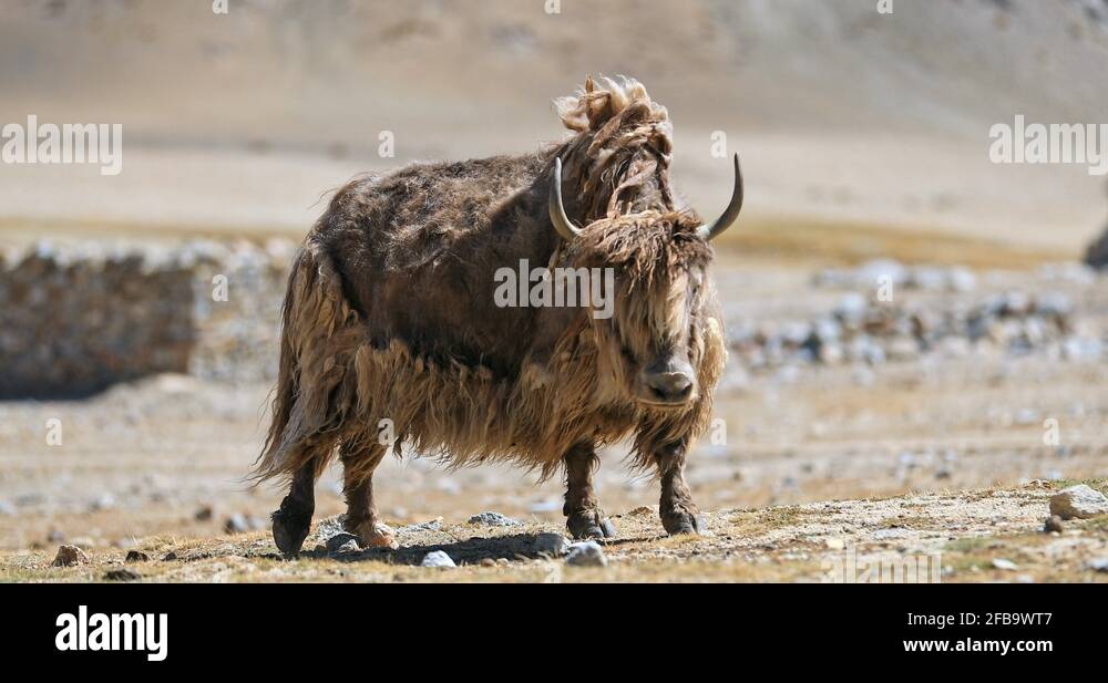 Himalaya animals and nature, Yak bull in rural village farmland in ...