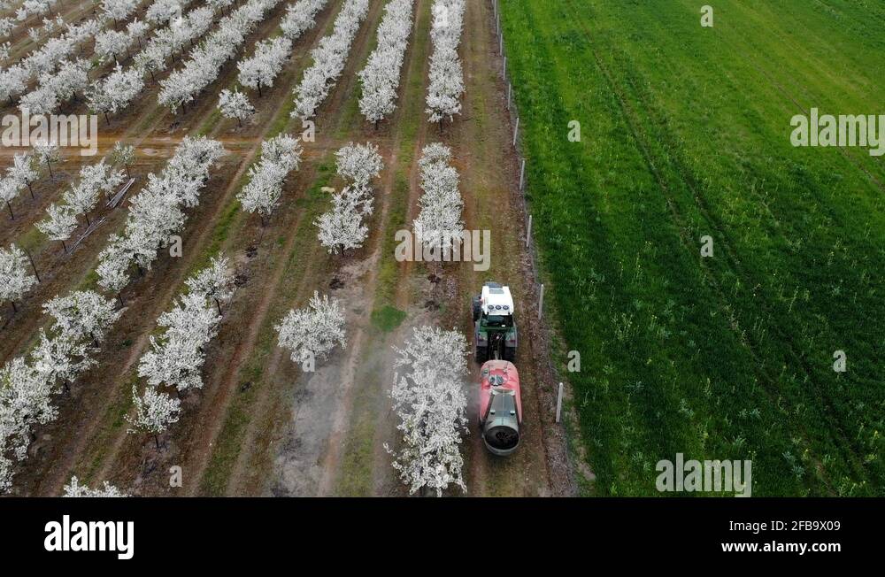 Cherry tree plantation Stock Videos & Footage - HD and 4K Video Clips ...