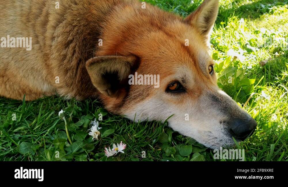 Shiba ken dog Stock Videos & Footage - HD and 4K Video Clips - Alamy