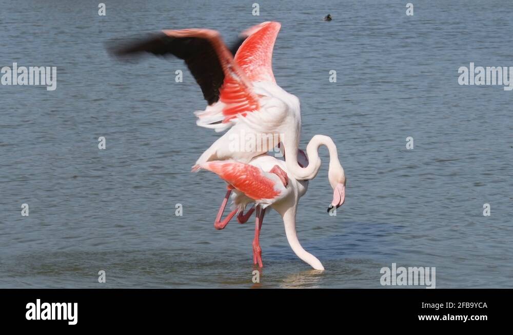 Iucn red list bird Stock Videos & Footage - HD and 4K Video Clips - Alamy Iucn red list bird Stock Videos & Footage - HD and 4K Video Clips - Alamy