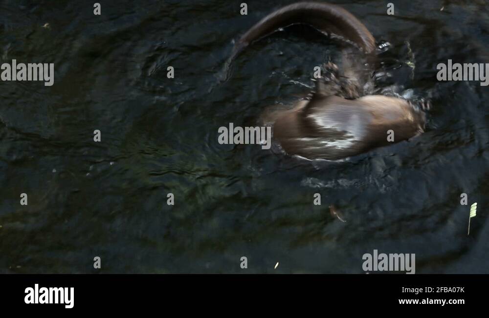 Somersaults Stock Videos & Footage - HD and 4K Video Clips - Alamy