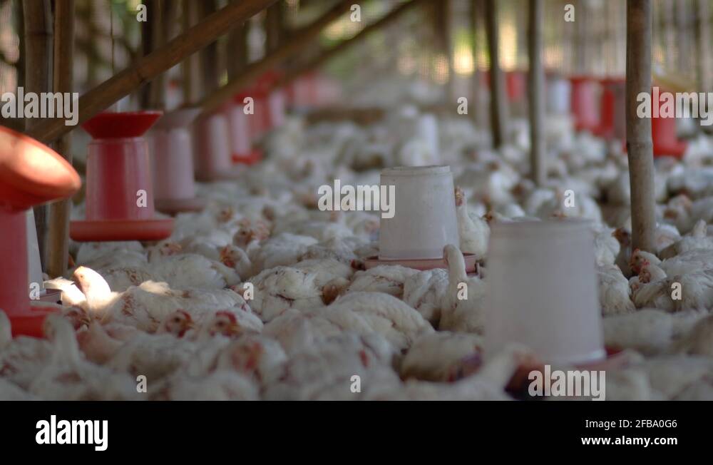Breeding broilers in broiler barn Stock Videos & Footage - HD and 4K ...
