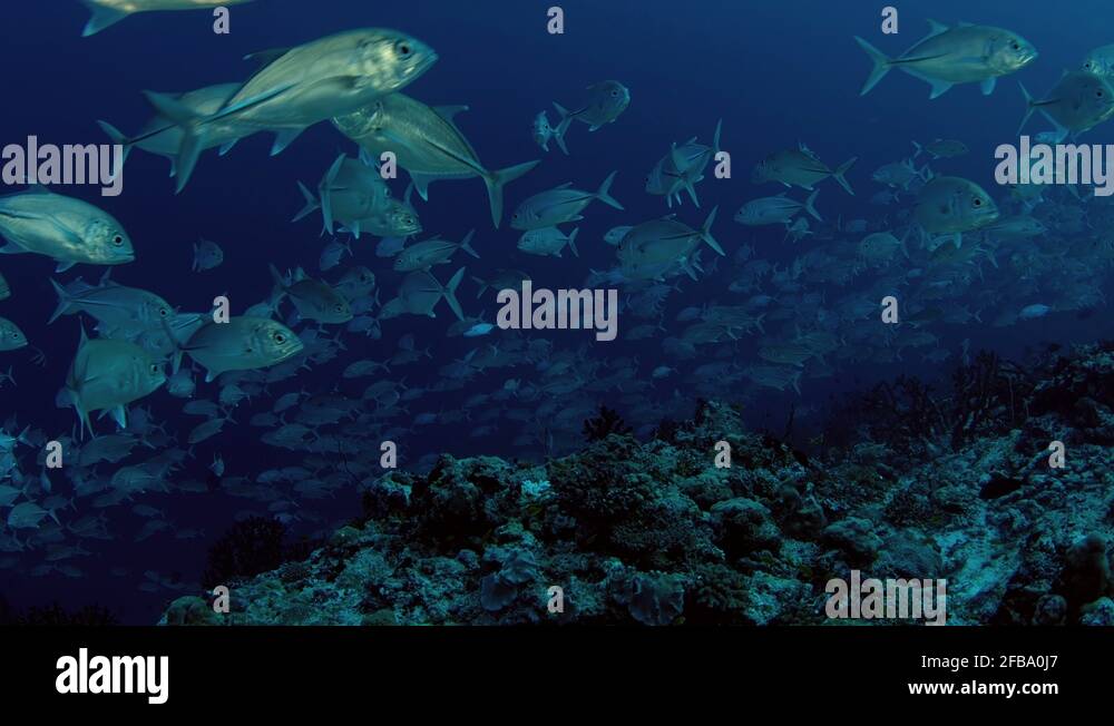 Jack donkeys or jacks Stock Videos & Footage - HD and 4K Video Clips ...