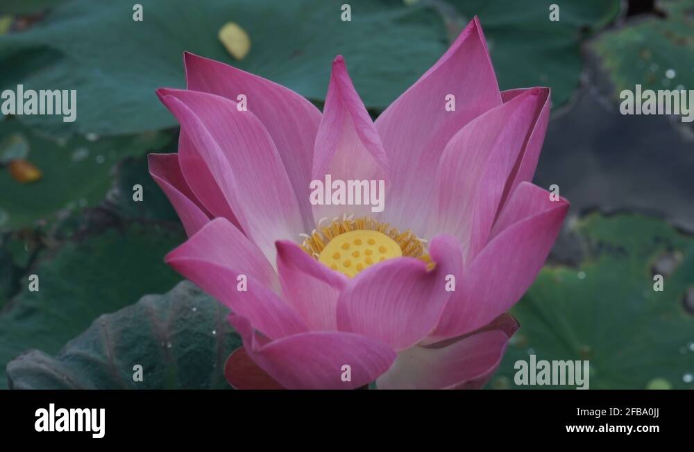 Cool lotus Stock Videos & Footage - HD and 4K Video Clips - Alamy