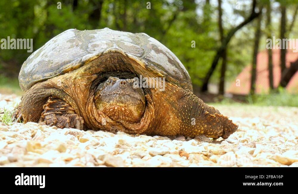 Snapping turtle close up wildlife Stock Videos & Footage - HD and 4K ...
