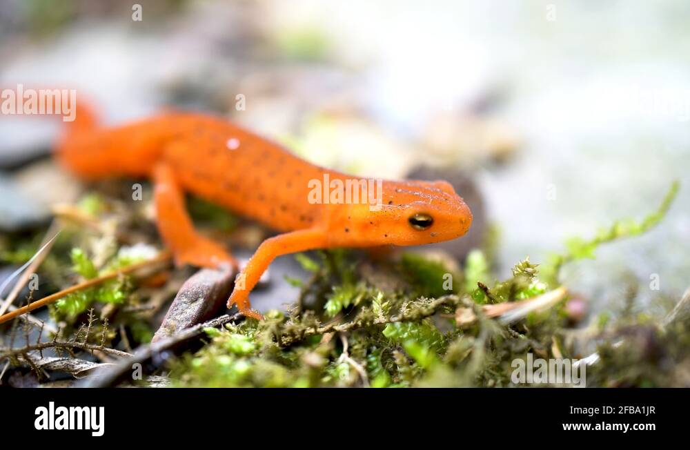Real salamanders Stock Videos & Footage - HD and 4K Video Clips - Alamy