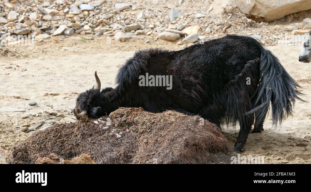Yak life Stock Videos & Footage - HD and 4K Video Clips - Alamy