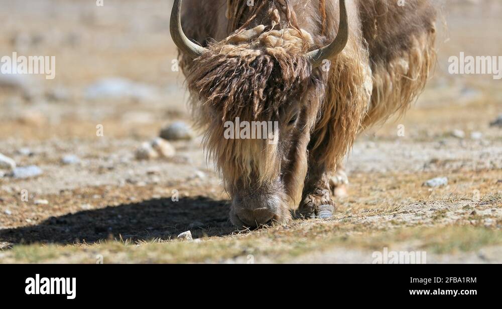 Yak in wild nature Stock Videos & Footage - HD and 4K Video Clips - Alamy