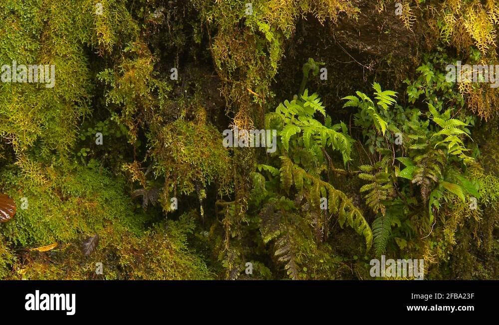 Cliff fern Stock Videos & Footage - HD and 4K Video Clips - Alamy