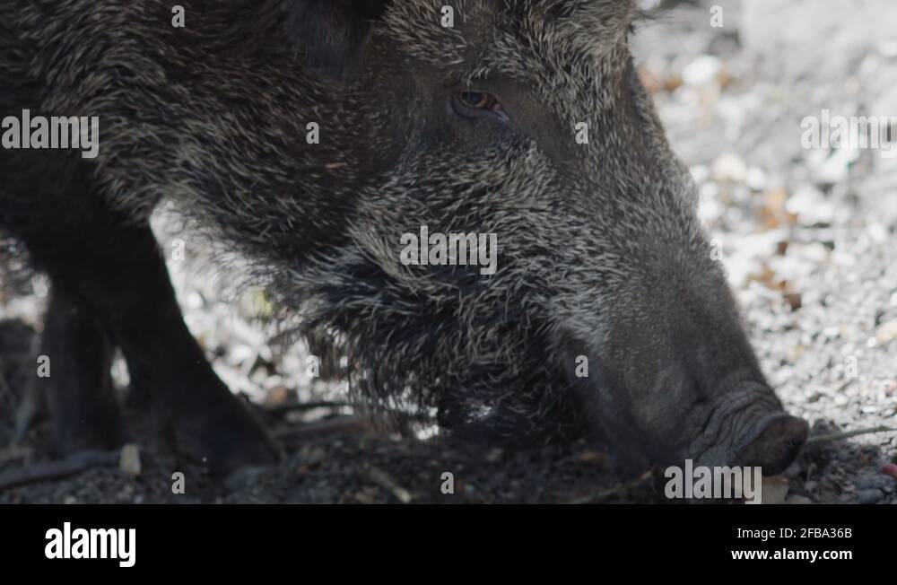 European boar Stock Videos & Footage - HD and 4K Video Clips - Alamy
