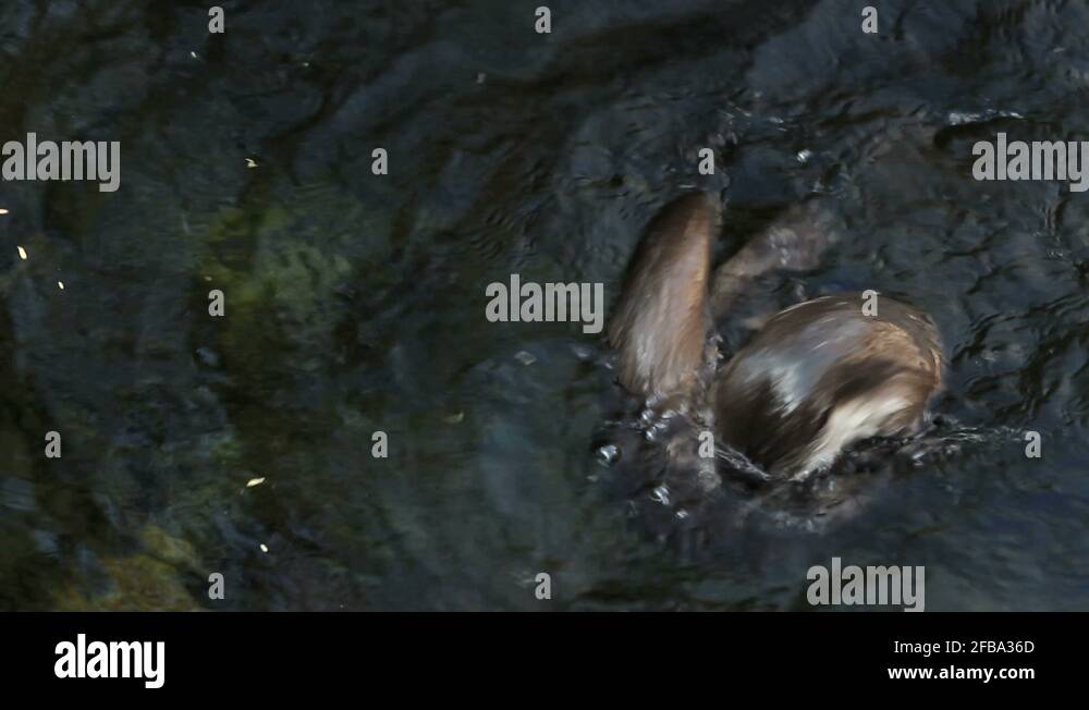 Otter tail Stock Videos & Footage - HD and 4K Video Clips - Alamy