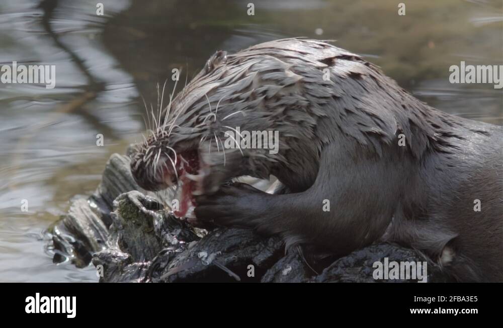 Common river otter Stock Videos & Footage - HD and 4K Video Clips - Alamy