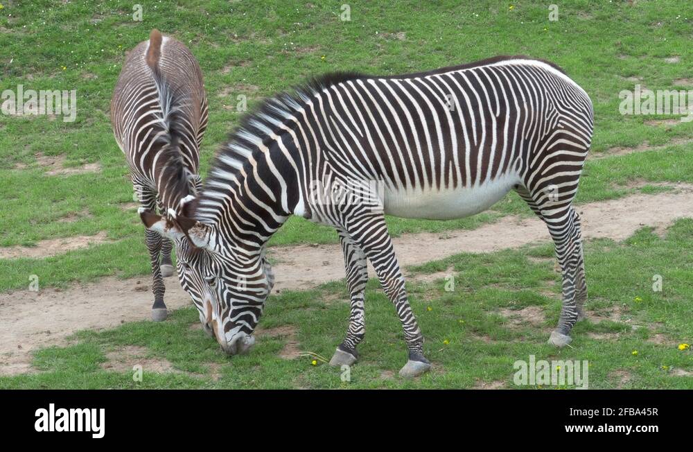 Grevy's zebra Stock Videos & Footage - HD and 4K Video Clips - Alamy