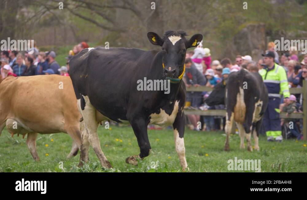 SLOW MOTION Of Cows Running On A Green Field After Getting Released For ...