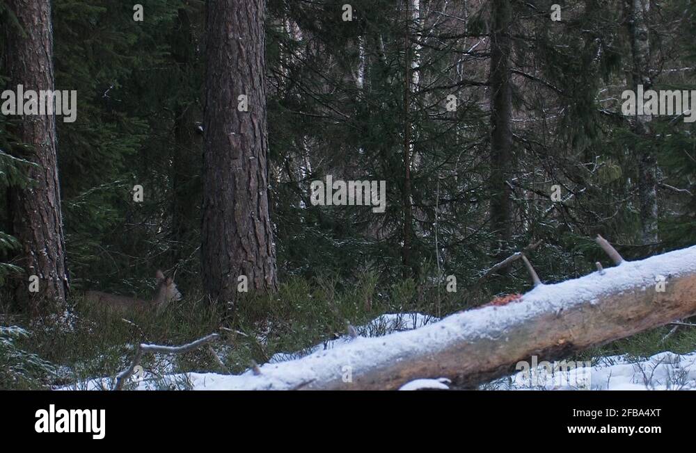 Hide forest Stock Videos & Footage - HD and 4K Video Clips - Alamy