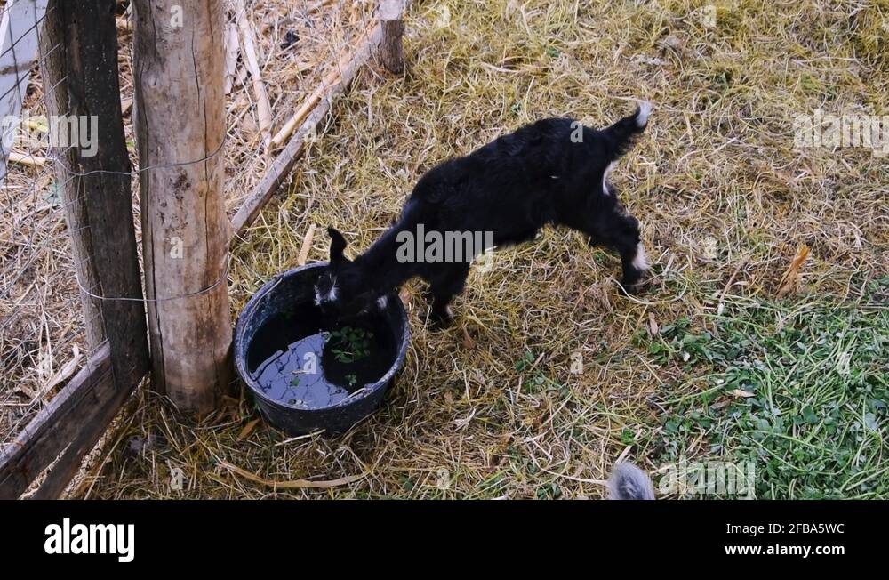 Livestock drinking water Stock Videos & Footage - HD and 4K Video Clips ...