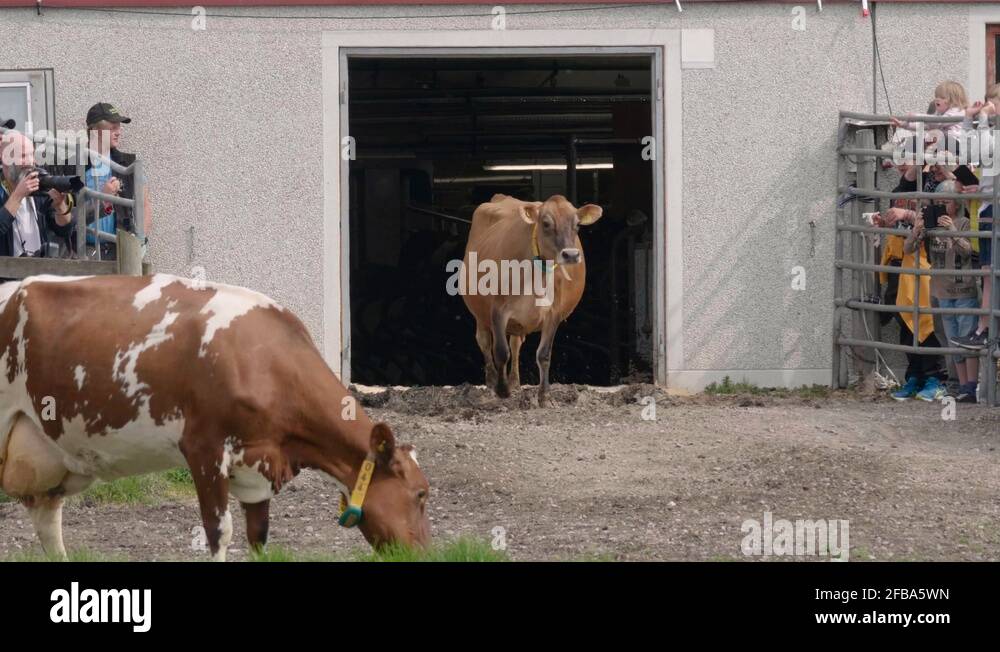 Cow jumping Stock Videos & Footage - HD and 4K Video Clips - Alamy