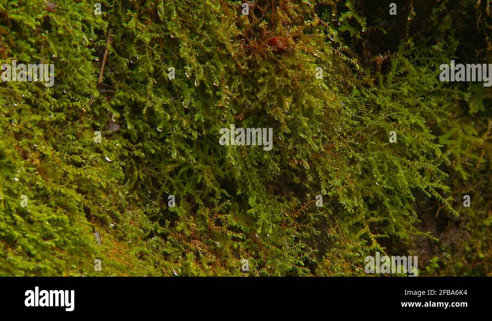 Rainforest water dripping leaf Stock Videos & Footage - HD and 4K Video ...