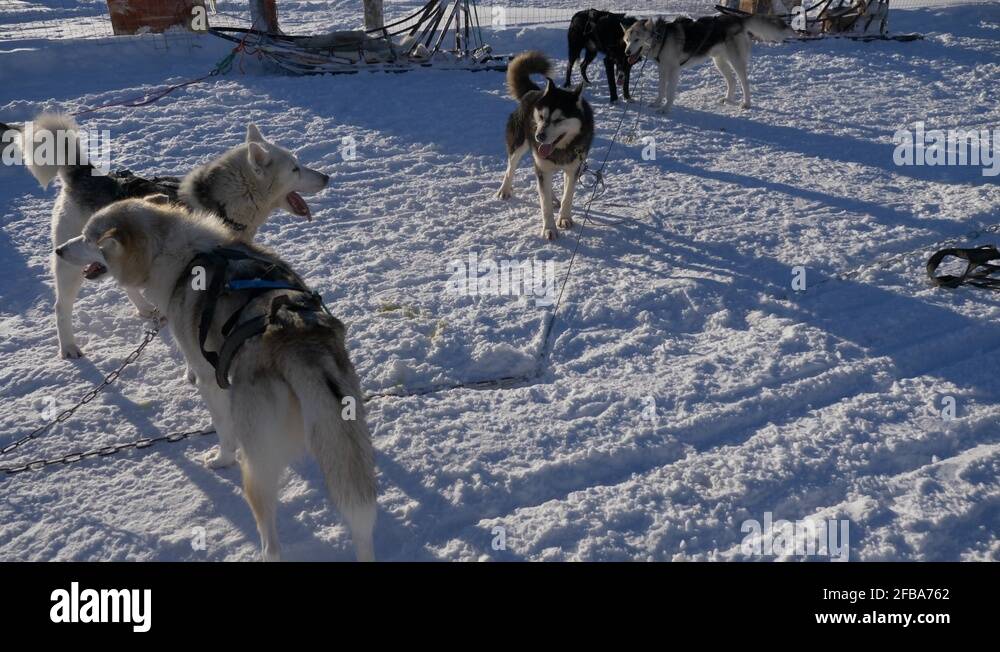 Husky pack Stock Videos & Footage - HD and 4K Video Clips - Alamy