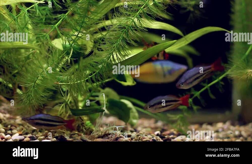 Dwarf tiger Stock Videos & Footage - HD and 4K Video Clips - Alamy