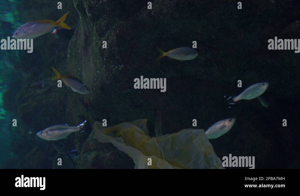Plastic garbage fish Stock Videos & Footage - HD and 4K Video Clips - Alamy