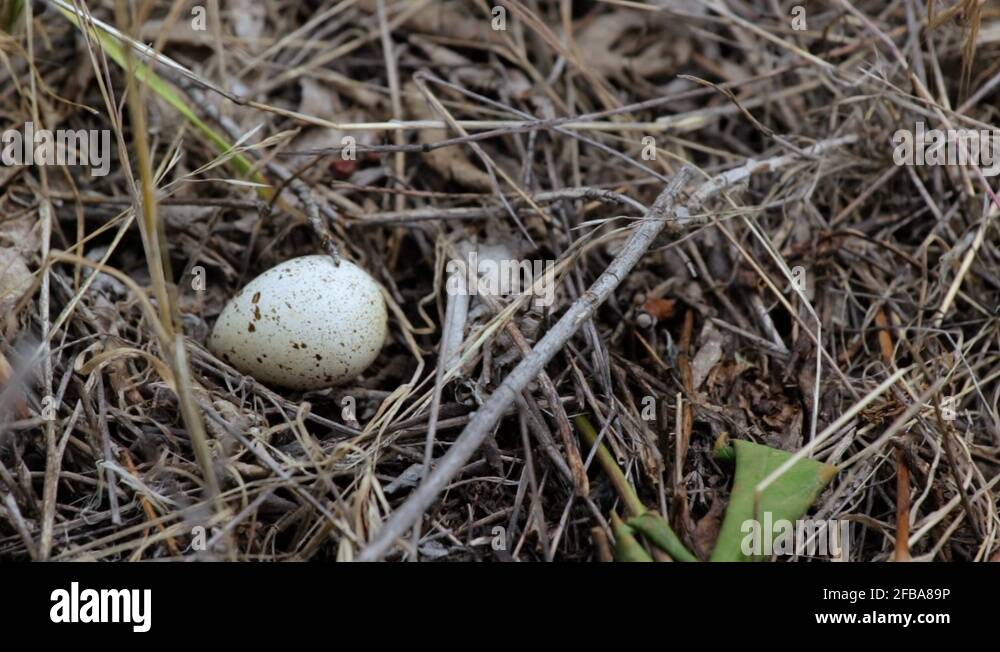 Egg shell structure Stock Videos & Footage - HD and 4K Video Clips - Alamy