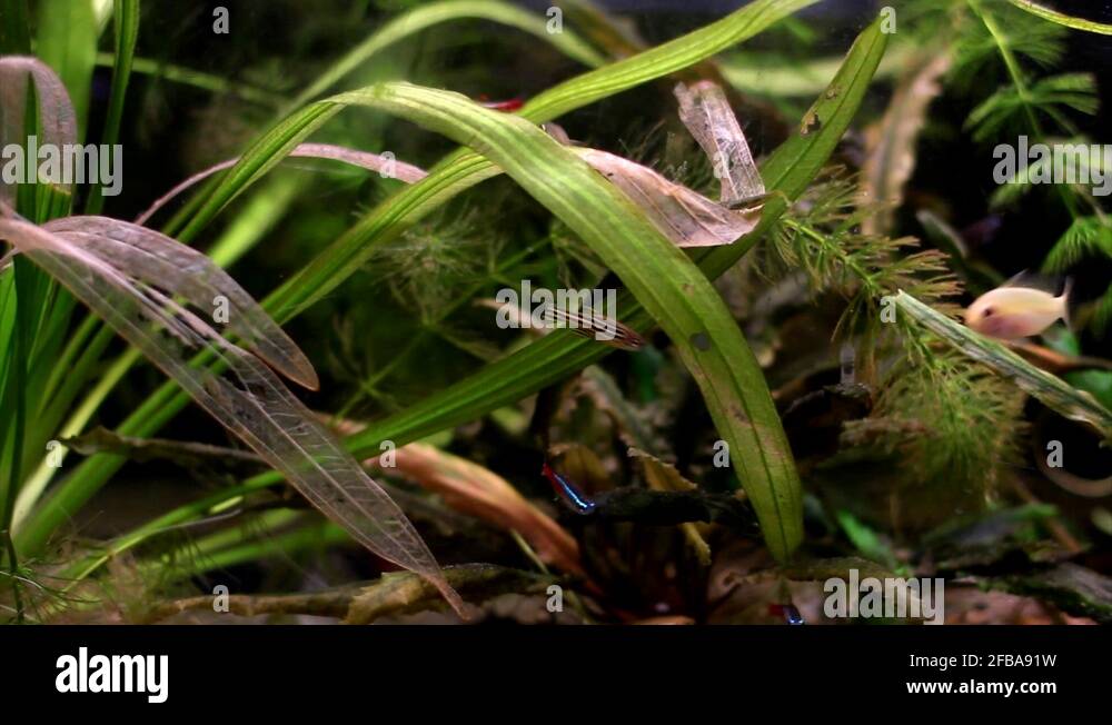 Neon tetras Stock Videos & Footage - HD and 4K Video Clips - Alamy