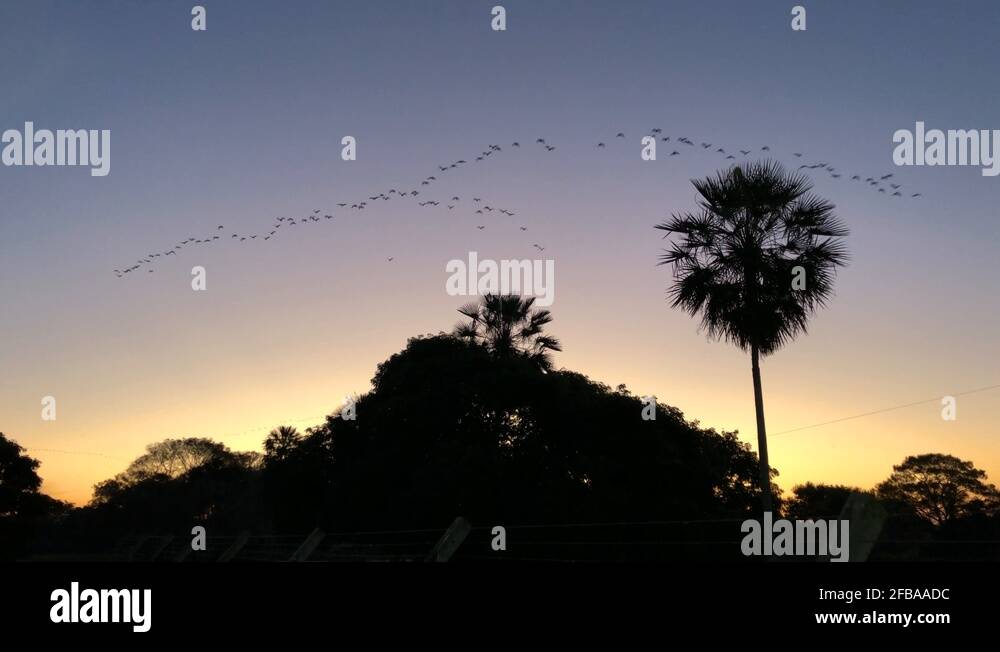 Brazilian migration Stock Videos & Footage - HD and 4K Video Clips - Alamy