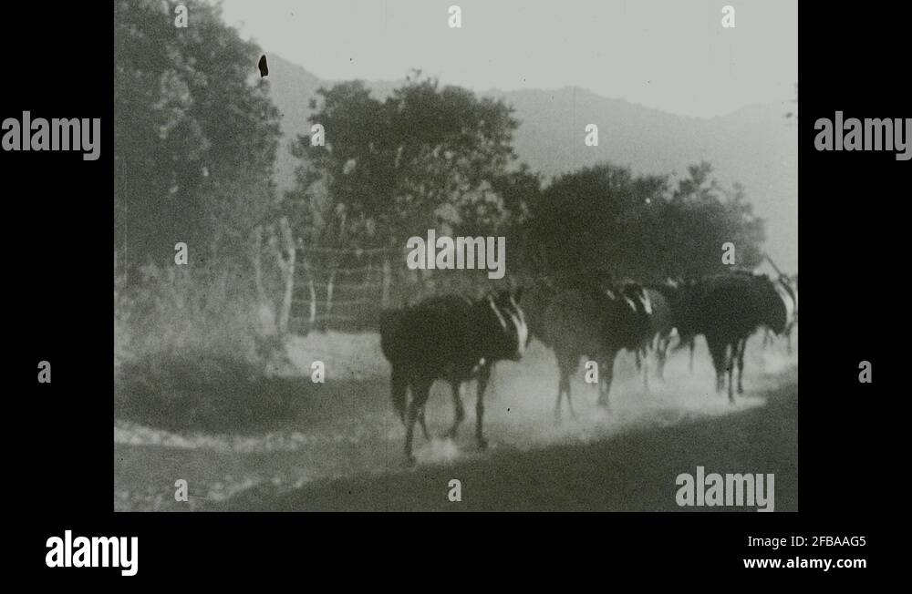 Pack horse road Stock Videos & Footage - HD and 4K Video Clips - Alamy