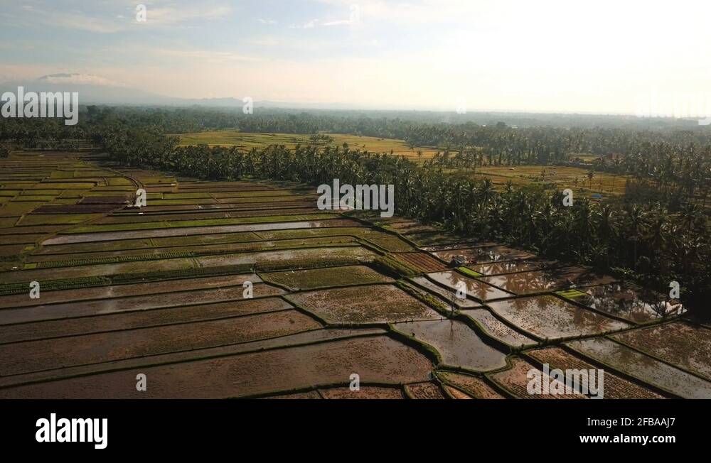 Rice plantations Stock Videos & Footage - HD and 4K Video Clips - Alamy