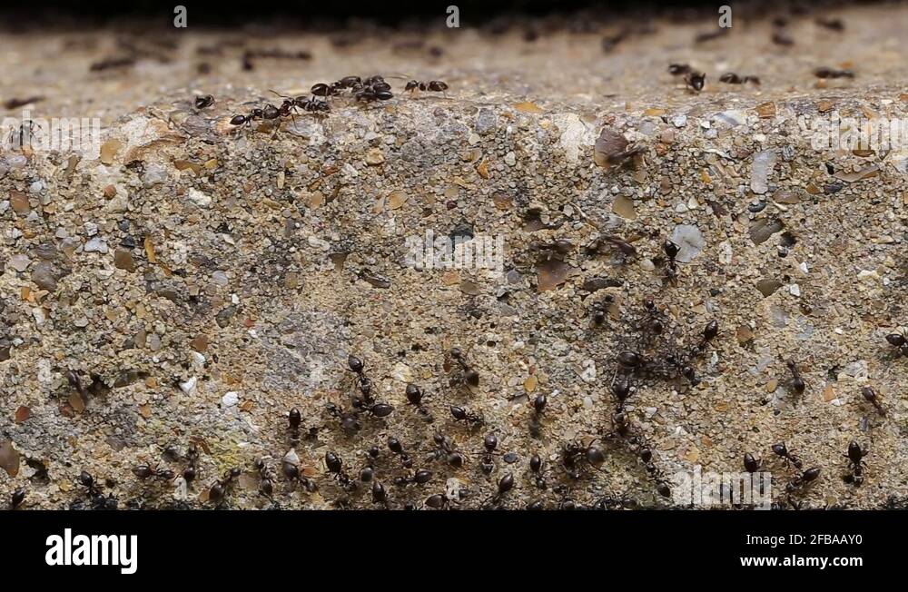 Lasius niger nest Stock Videos & Footage - HD and 4K Video Clips - Alamy