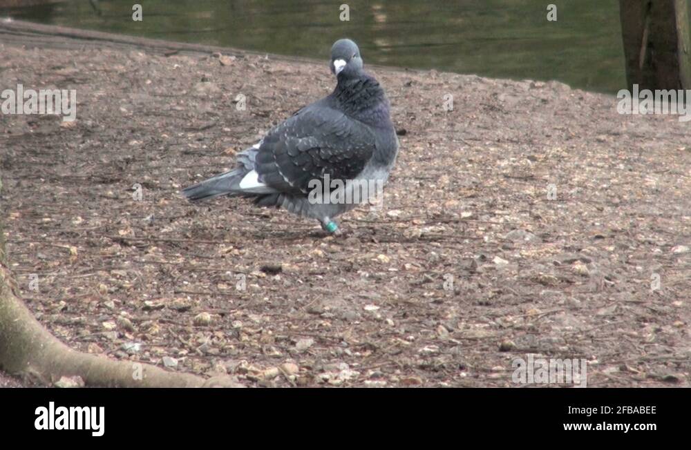 Bird preen preening Stock Videos & Footage - HD and 4K Video Clips - Alamy