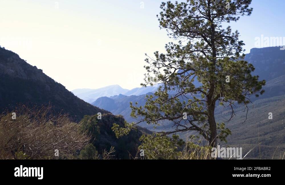 Bowing tree Stock Videos & Footage - HD and 4K Video Clips - Alamy