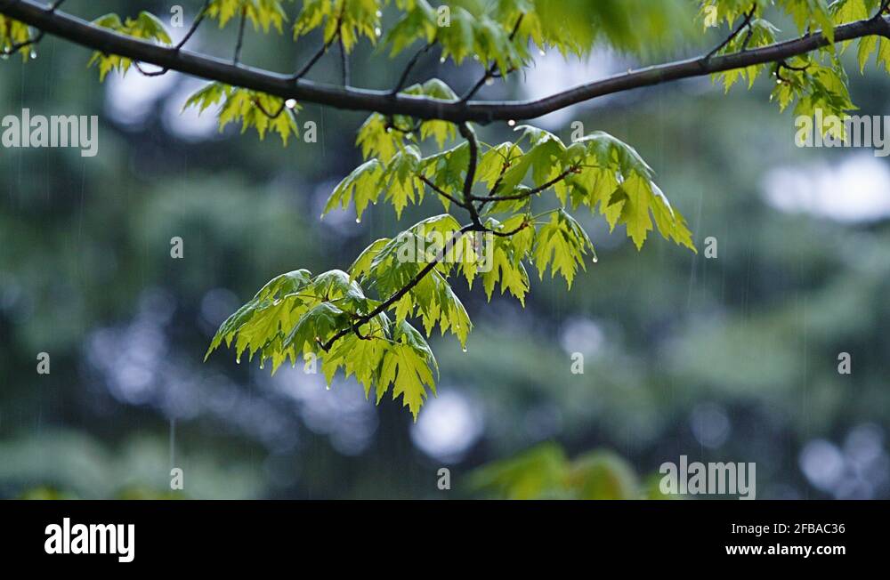 Rain on branches leaves Stock Videos & Footage - HD and 4K Video Clips ...