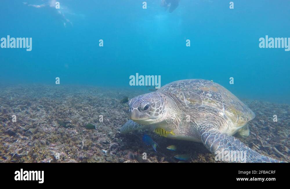 Turtle eating fish Stock Videos & Footage - HD and 4K Video Clips - Alamy