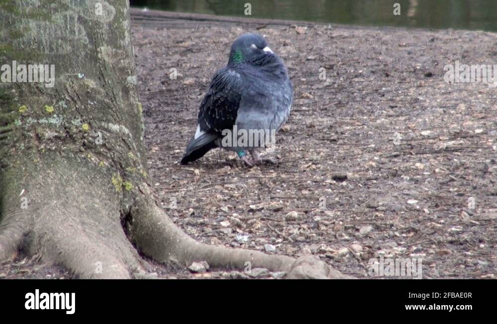 Sleep bird Stock Videos & Footage - HD and 4K Video Clips - Alamy