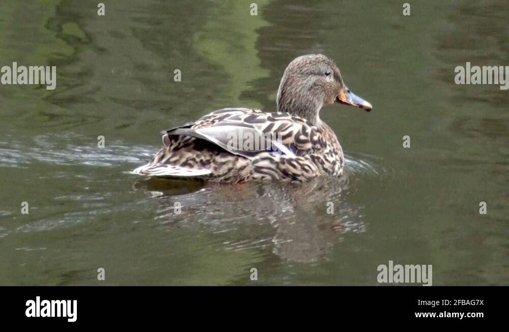 Duck paddling Stock Videos & Footage - HD and 4K Video Clips - Alamy