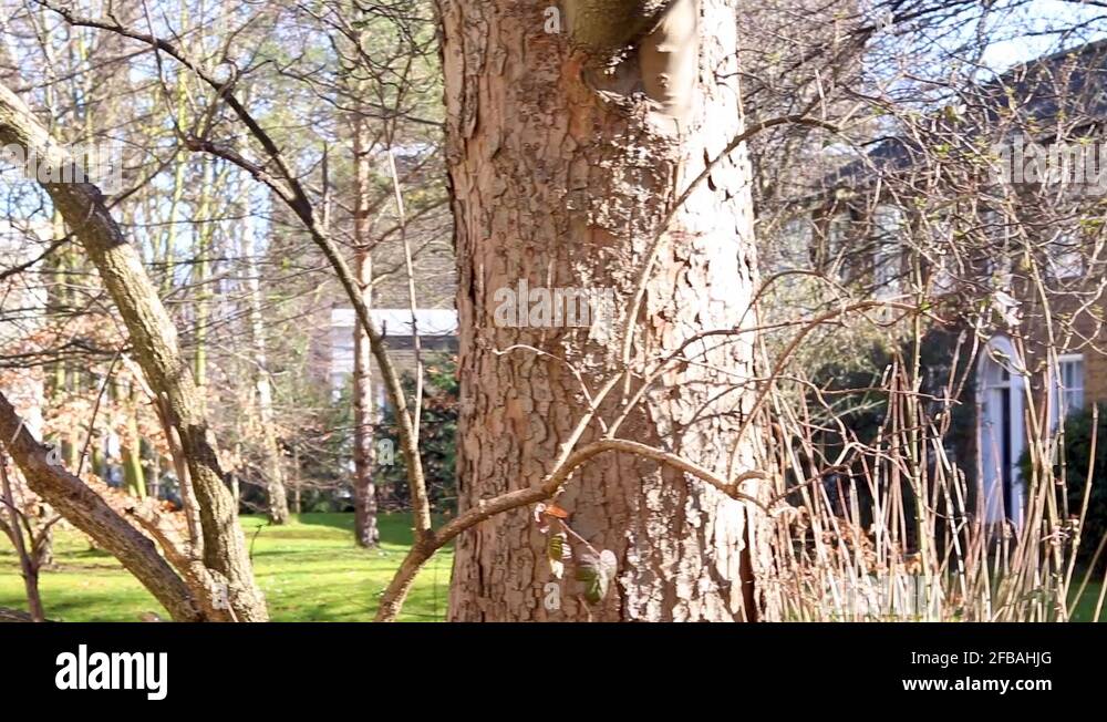 Victoria park trees Stock Videos & Footage - HD and 4K Video Clips - Alamy