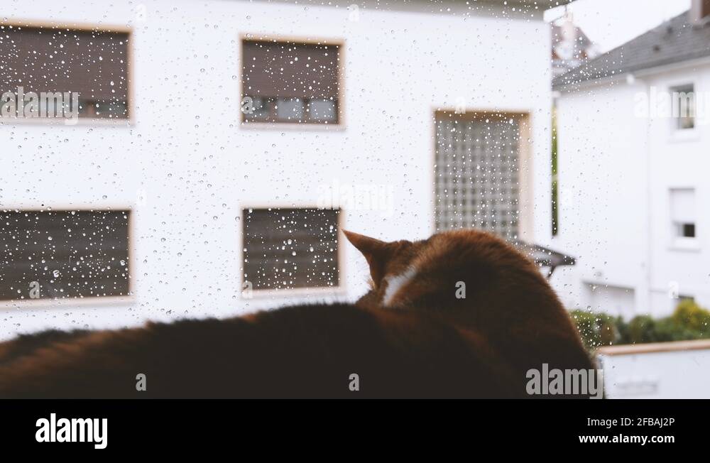 Cat rain window Stock Videos & Footage - HD and 4K Video Clips - Alamy